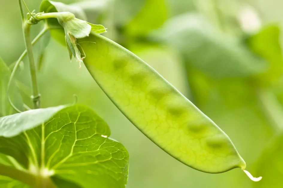 How To Grow Snowpeas | Better Homes & Gardens Australia