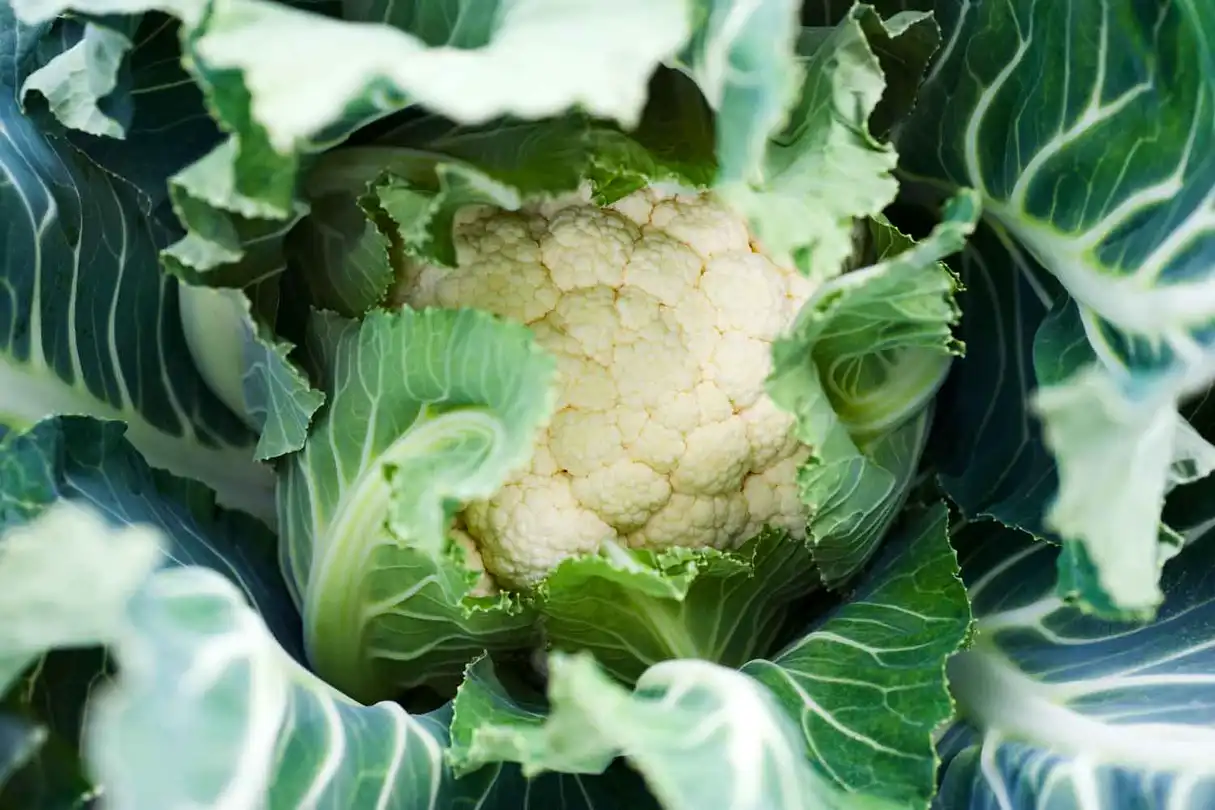 The Ultimate Guide for Growing Cauliflower Successfully