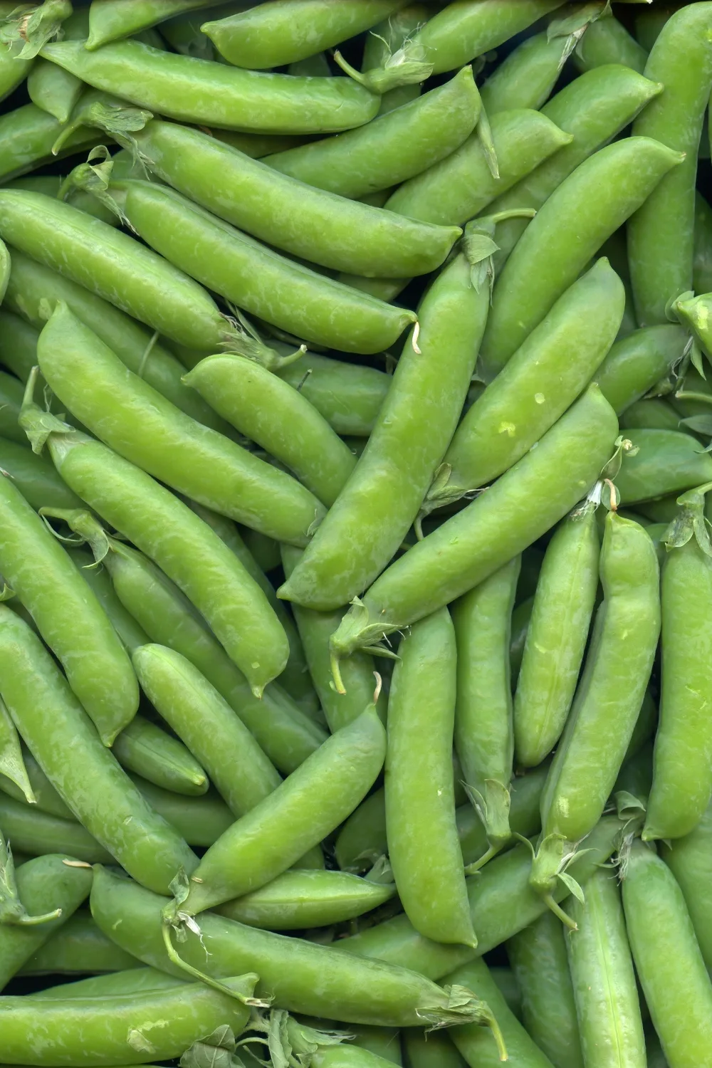 How To Grow Peas | Better Homes & Gardens Australia