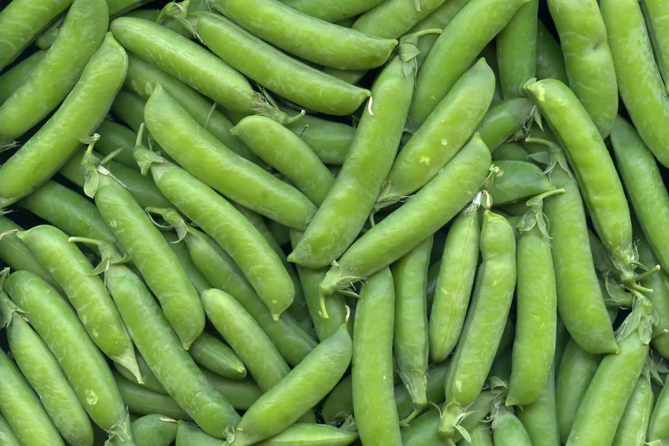 How To Grow Peas | Better Homes & Gardens Australia