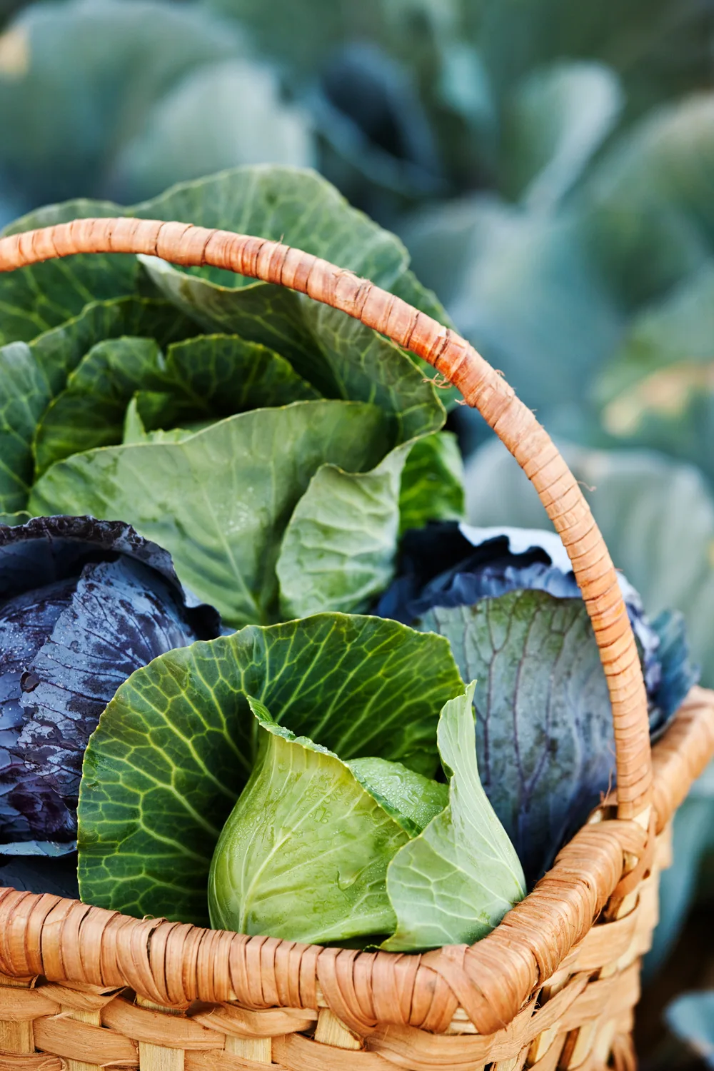 How to grow cabbages that are full of flavour
