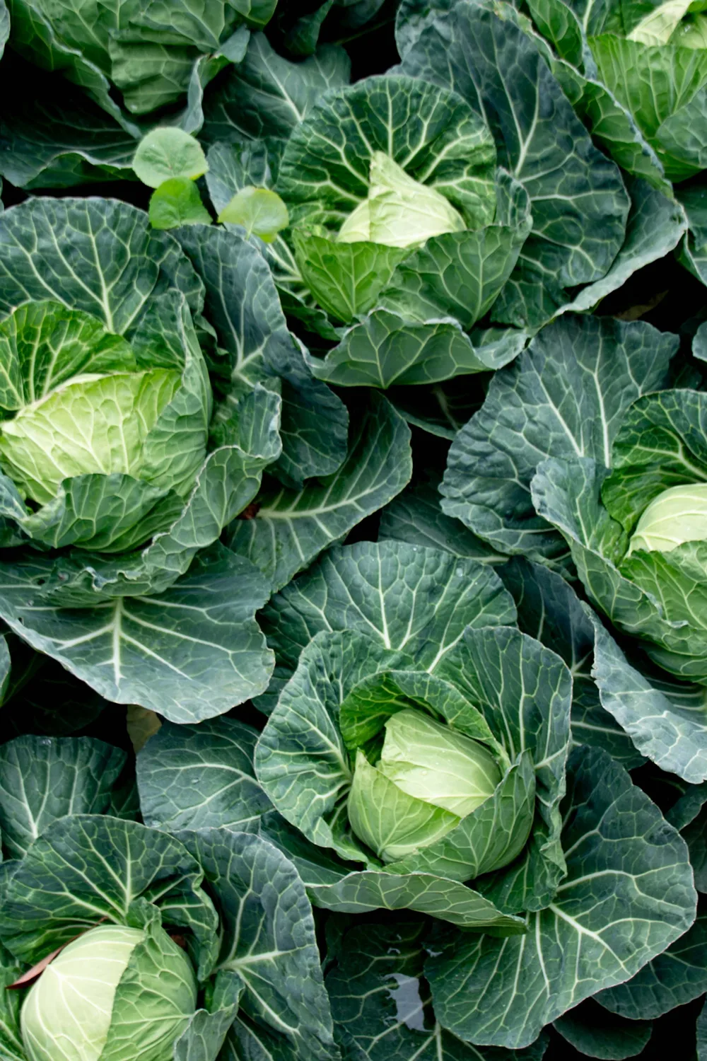 How to grow cabbages that are full of flavour