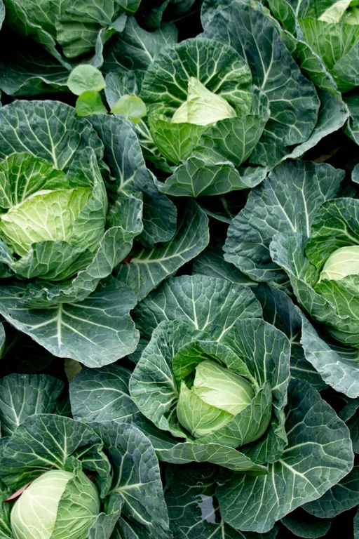 How to grow cabbages that are full of flavour