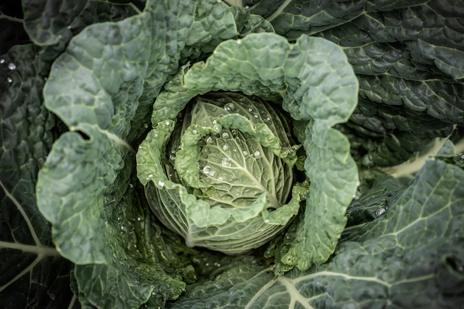 How to grow cabbages that are full of flavour