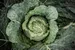 How to grow cabbages that are full of flavour