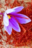 How To Grow Saffron | Better Homes & Gardens Australia