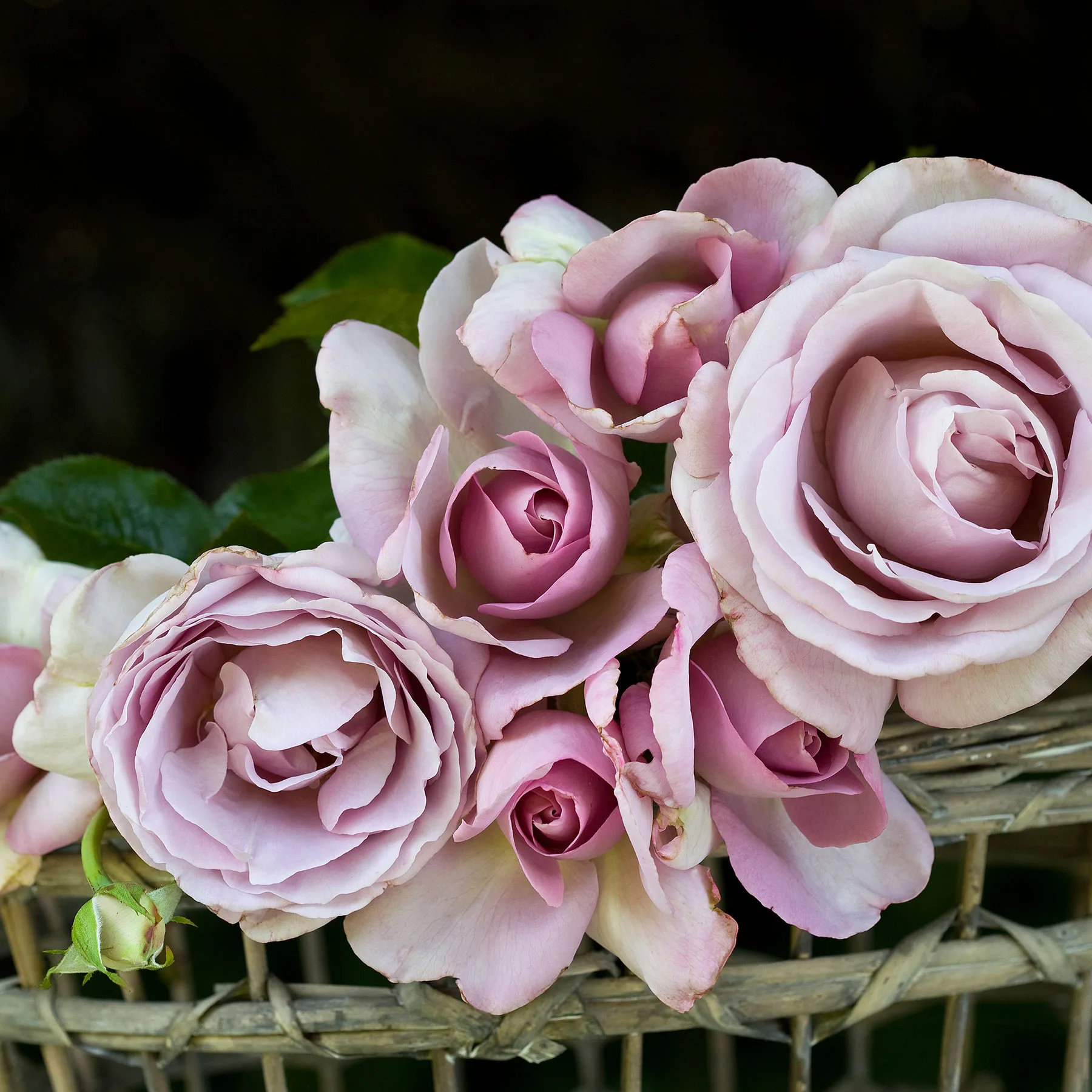 The Secret to Pruning Roses: Avoid These 5 Mistakes