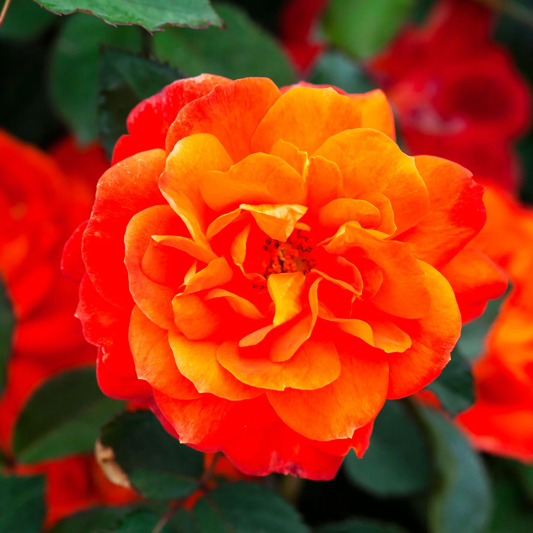 The Secret to Pruning Roses: Avoid These 5 Mistakes