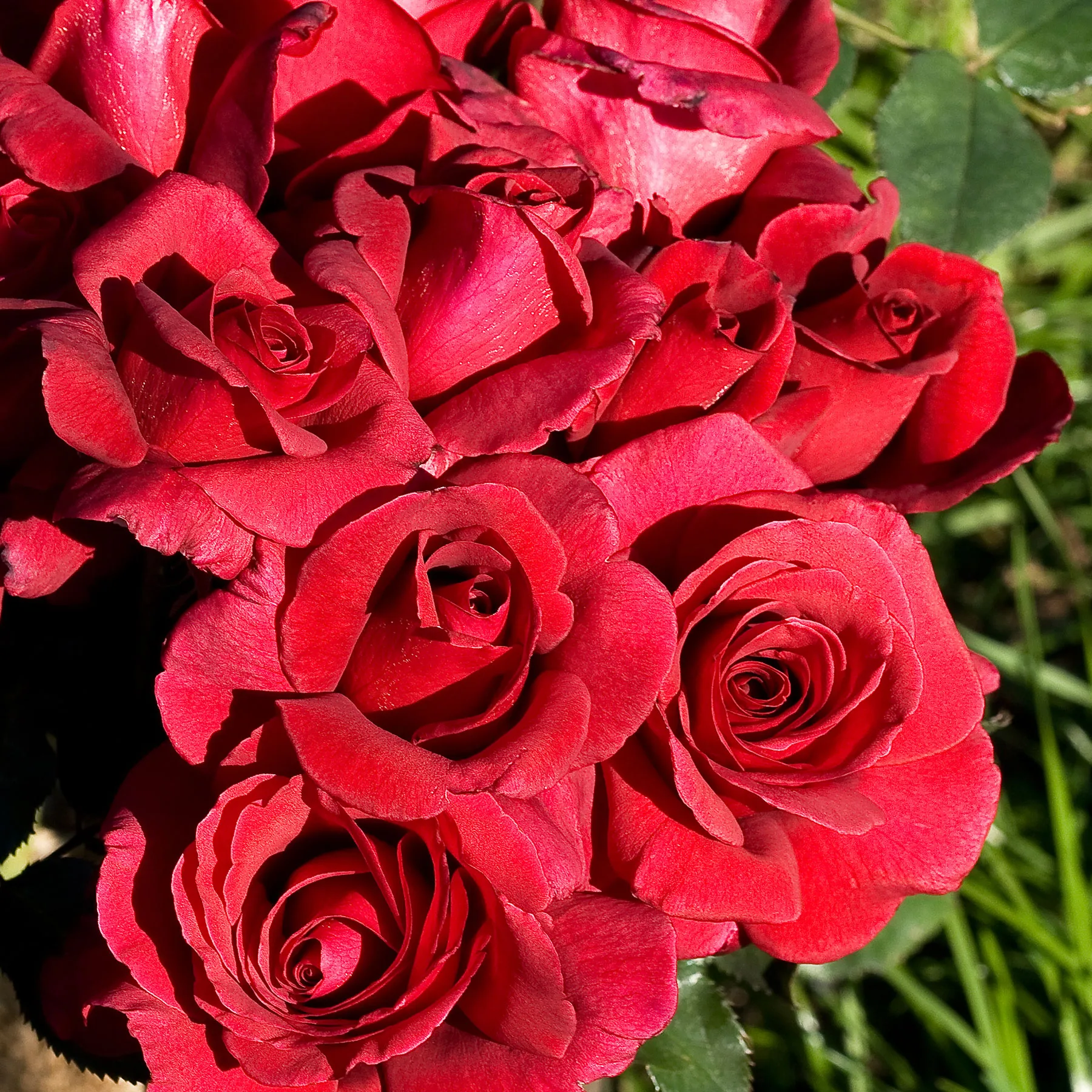 The Secret to Pruning Roses: Avoid These 5 Mistakes