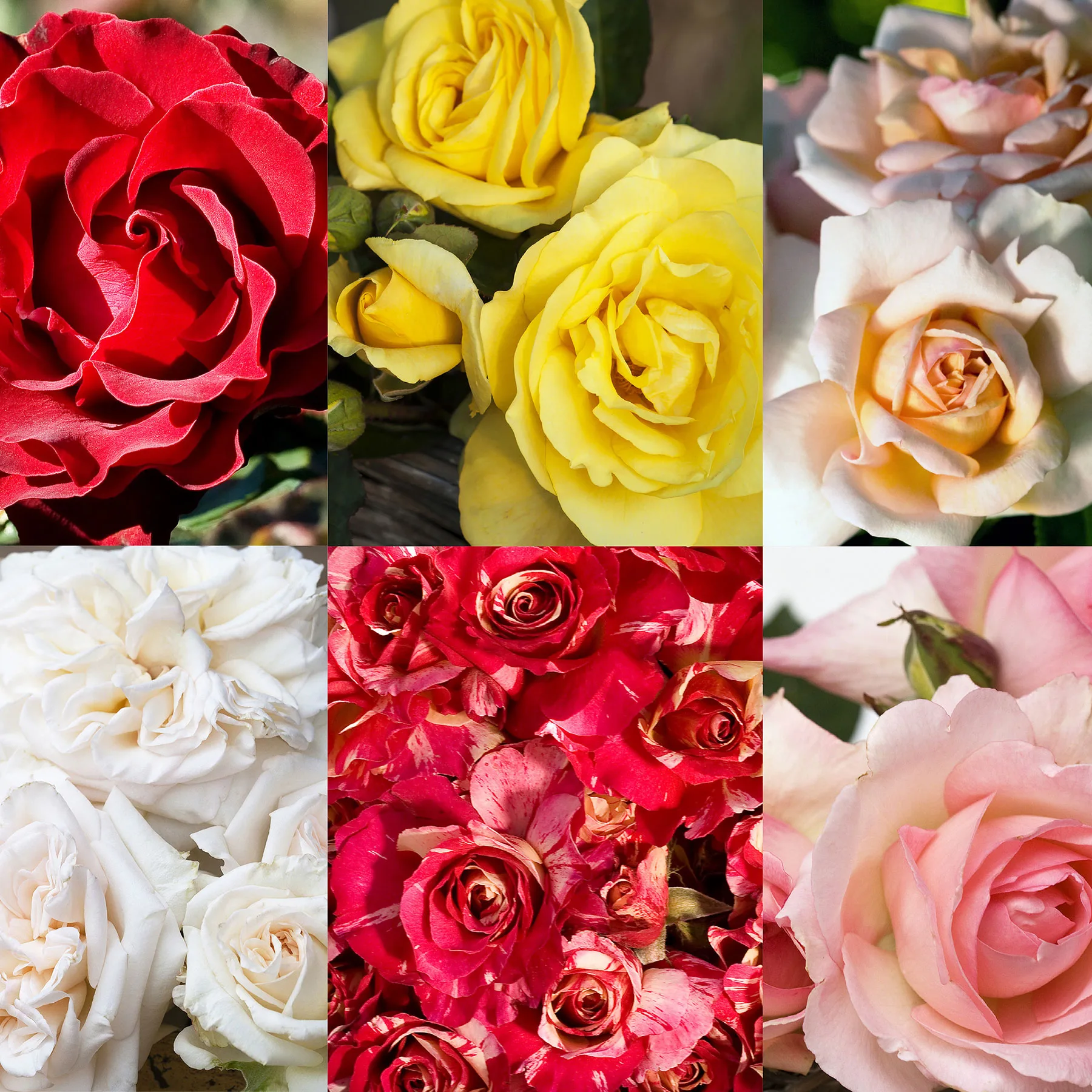 The Secret to Pruning Roses: Avoid These 5 Mistakes