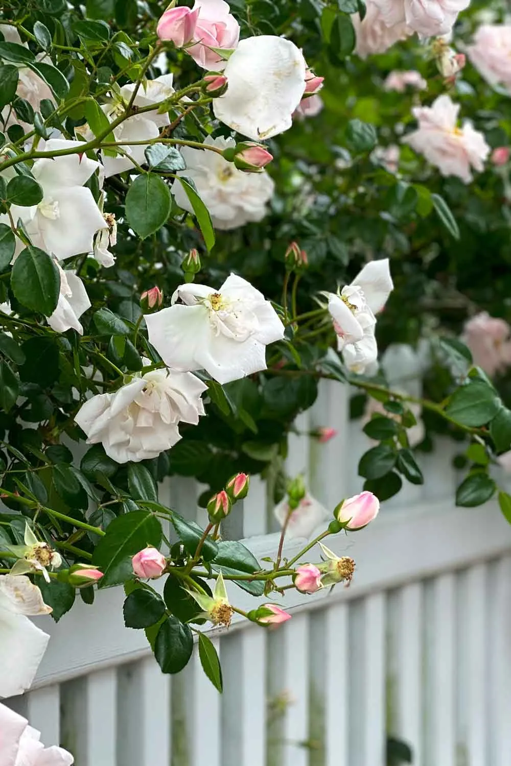Bare-Rooted Roses: Top Choice for Beginners
