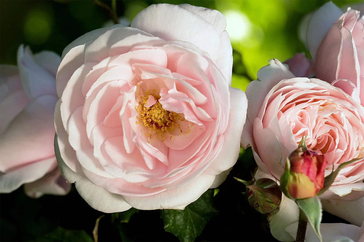 How to plant bare root roses | Better Homes & Gardens Australia