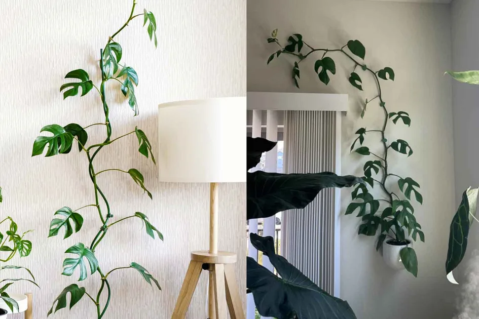 How to train your mini monstera to climb the wall