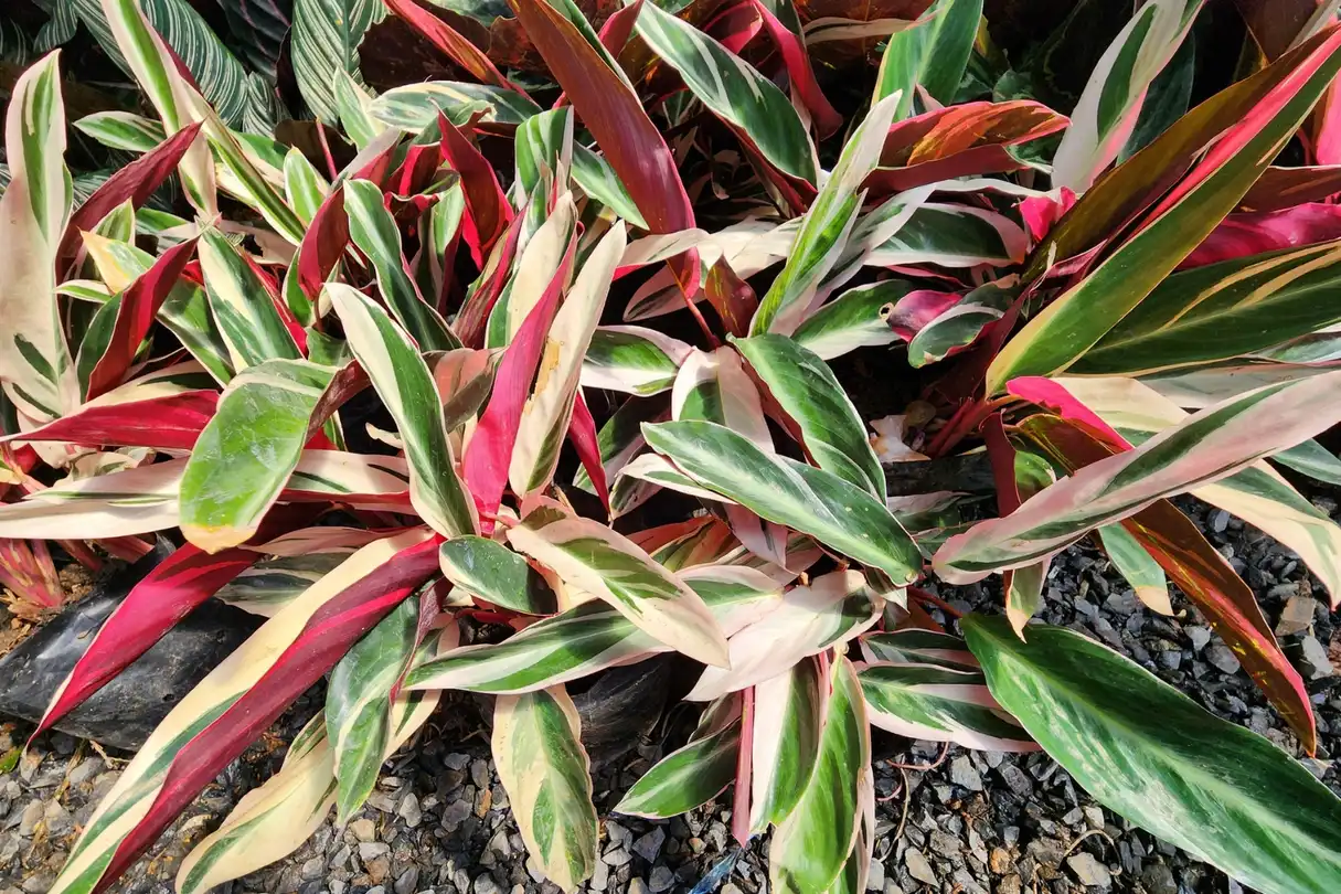 How To Grow And Care For Ctenanthe | Better Homes & Gardens Australia