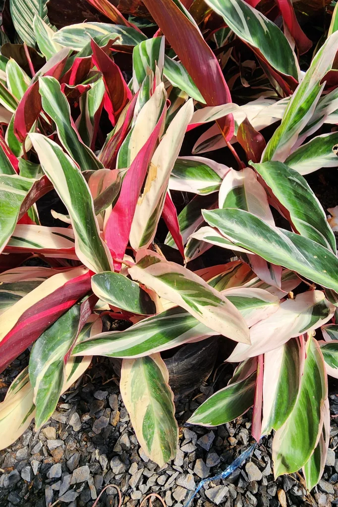 How To Grow And Care For Ctenanthe | Better Homes & Gardens Australia