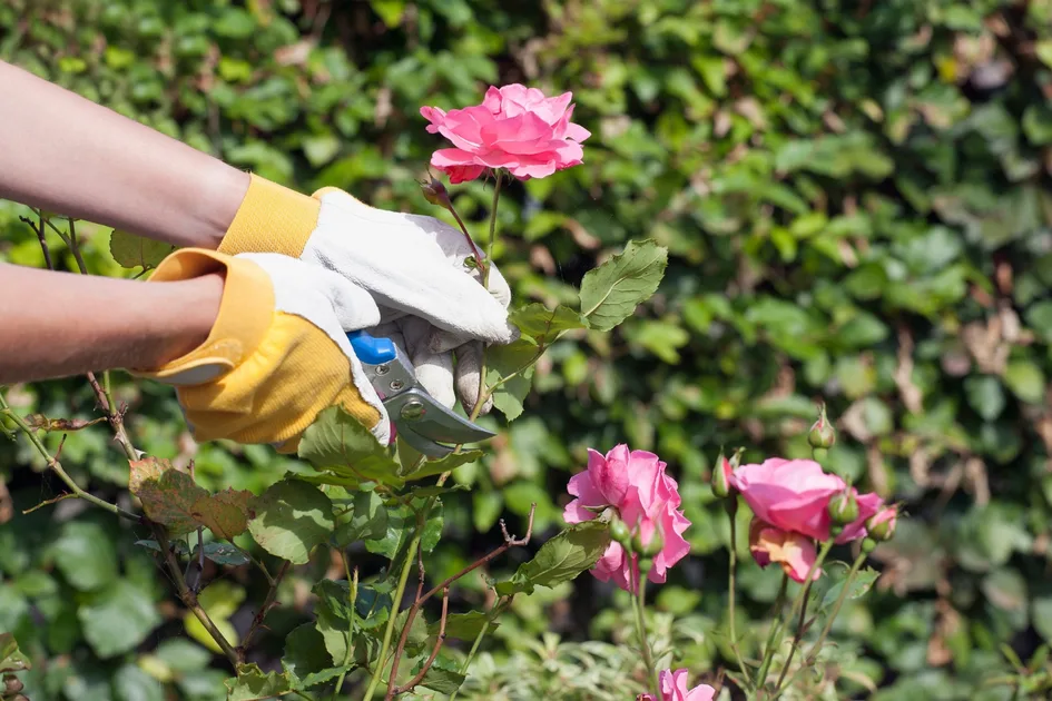 The Secret to Pruning Roses: Avoid These 5 Mistakes
