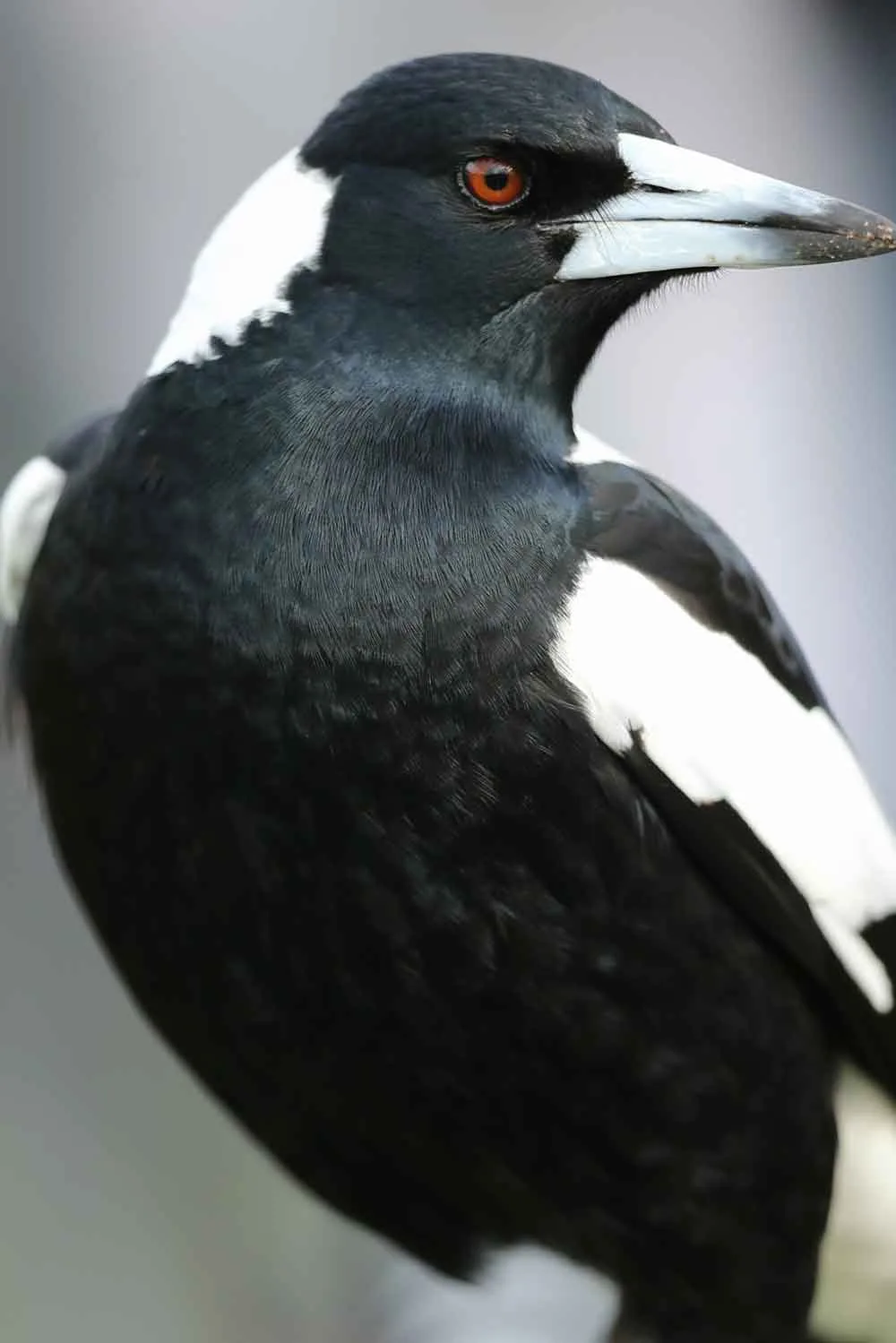 Can magpies be friends with people? The answer is yes!
