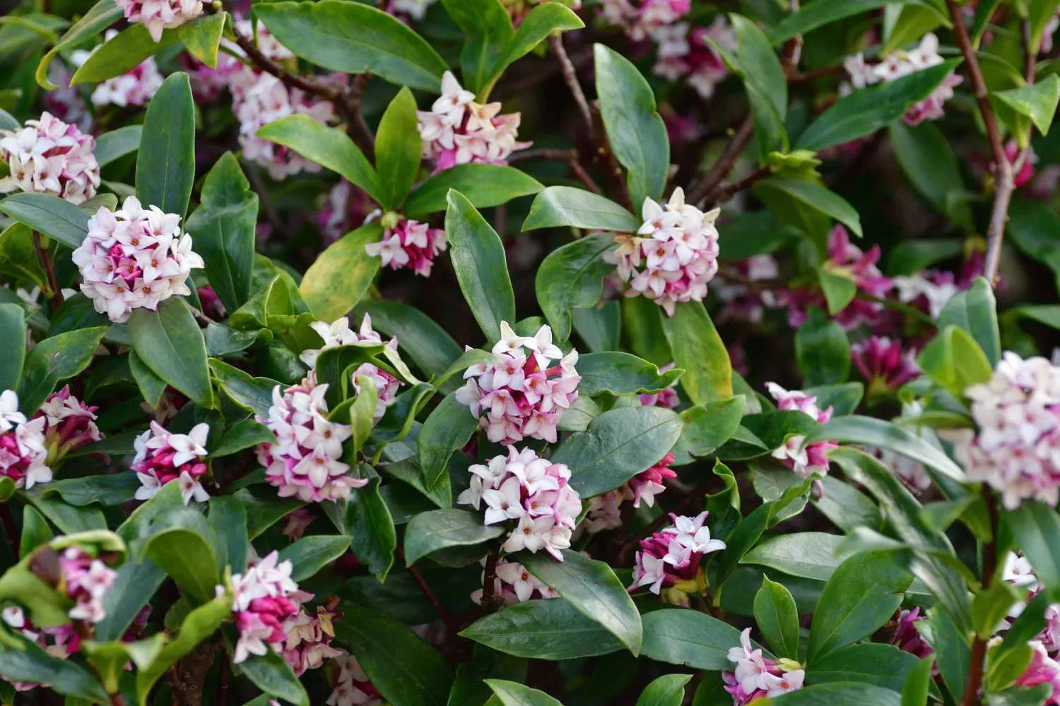 11 of the best winter flowering plants in Australia