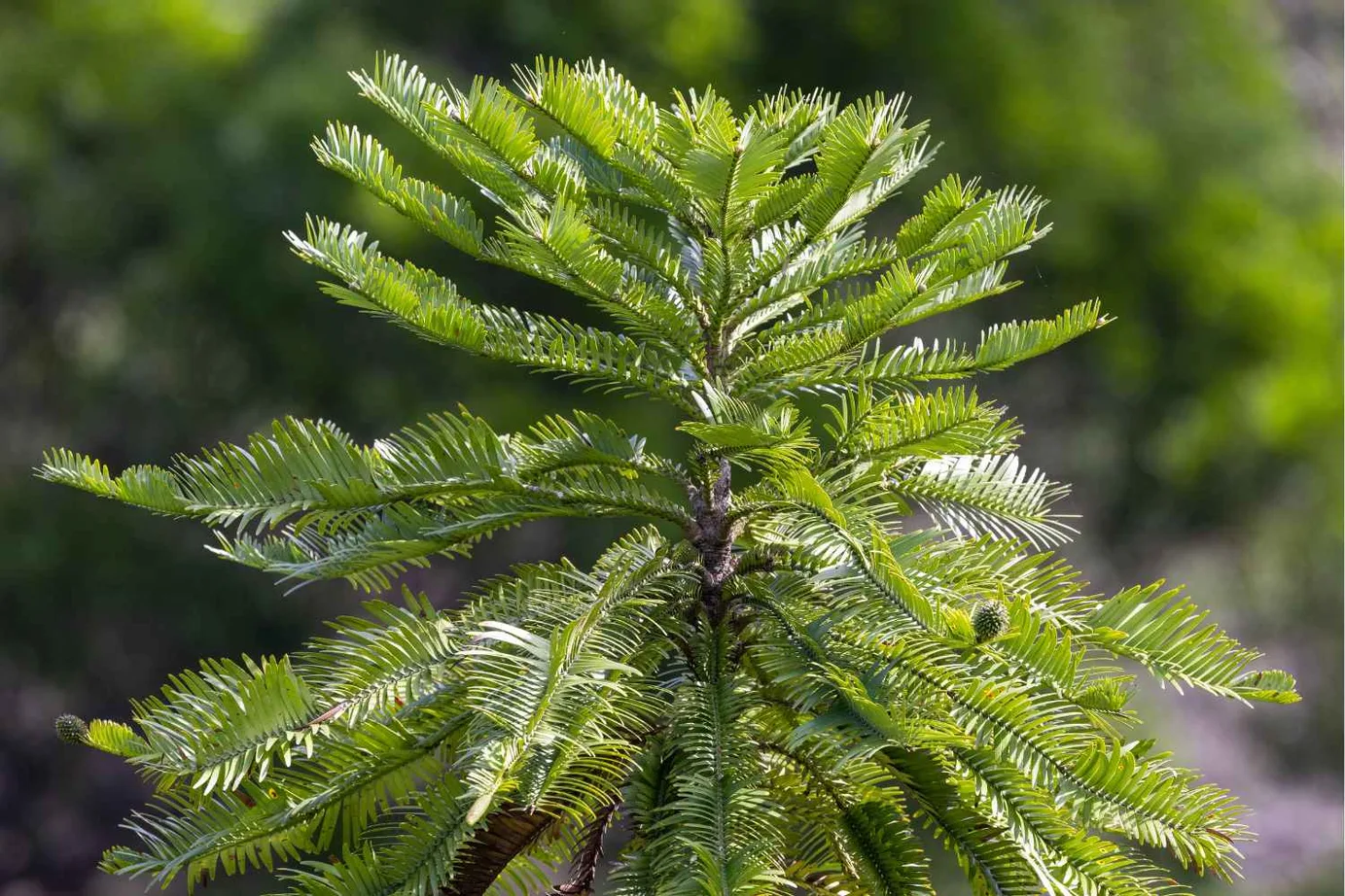 Wollemi Pine: How To Grow And Care For A Prehistoric Tree | Better ...