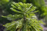 Wollemi Pine: How To Grow And Care For A Prehistoric Tree | Better ...