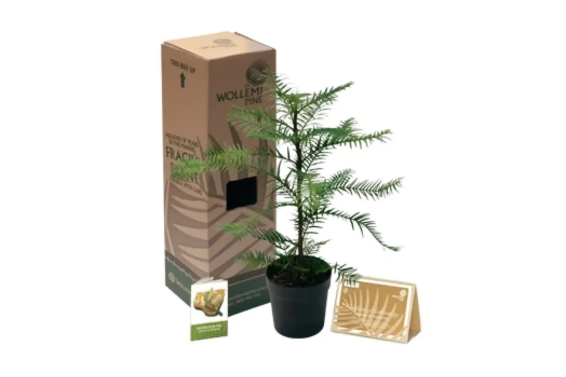 Wollemi Pine: How To Grow And Care For A Prehistoric Tree | Better ...