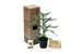 Wollemi Pine: How To Grow And Care For A Prehistoric Tree | Better ...