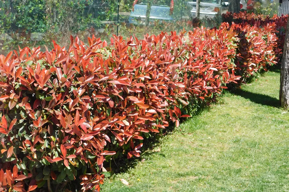 The best hedging plants for creating a privacy screen