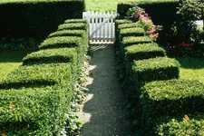 The best hedging plants for creating a privacy screen