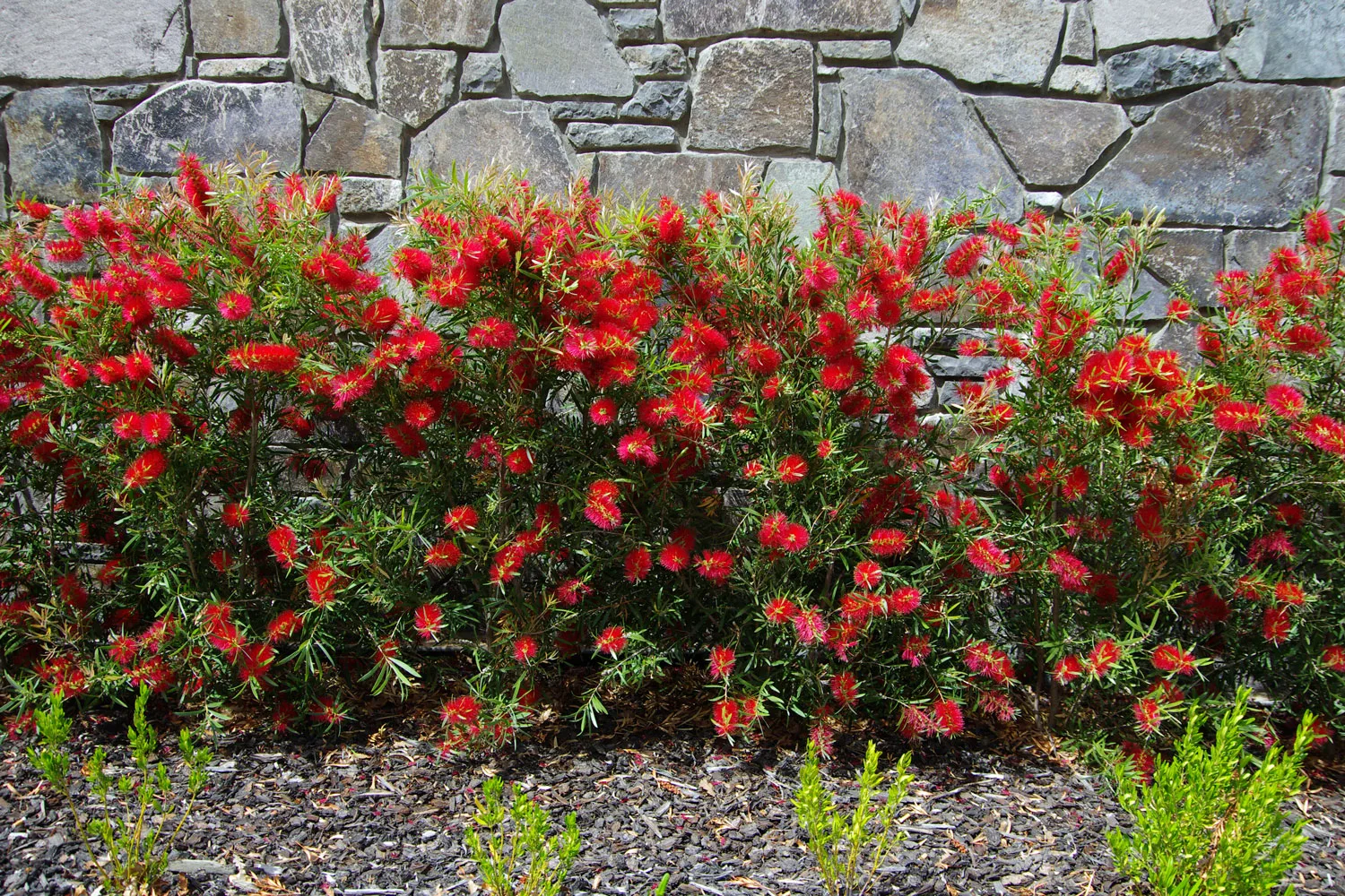 The best hedging plants for creating a privacy screen