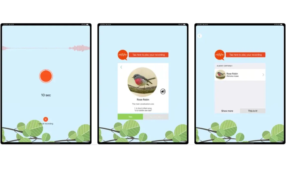 ChirpOMatic: Top Bird Identifying App Available In Australia | Better Homes & Gardens Australia
