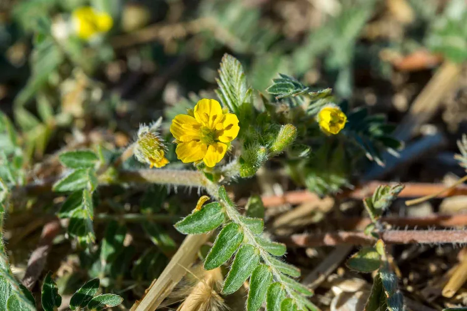 Weeds: 15 Lawn And Garden Weeds And How To Control Them
