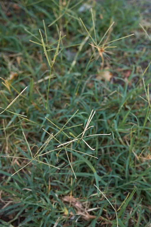 Weeds: 15 Lawn And Garden Weeds And How To Control Them
