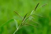 Australian 15 Common Weeds: How To Identify And Control Them