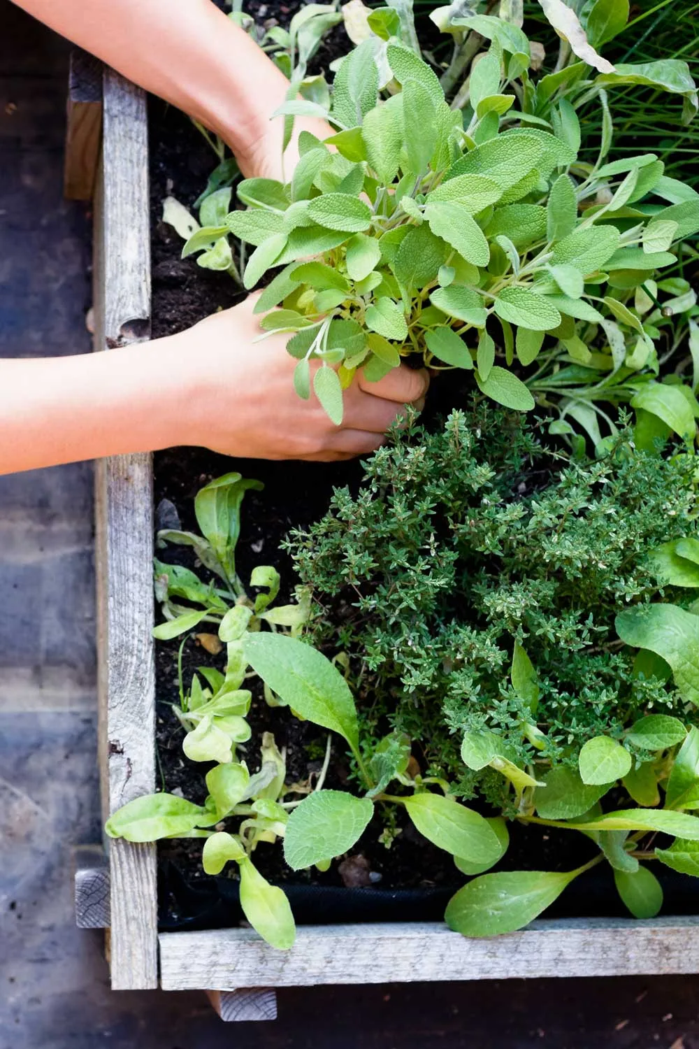5 common raised garden bed mistakes you're making