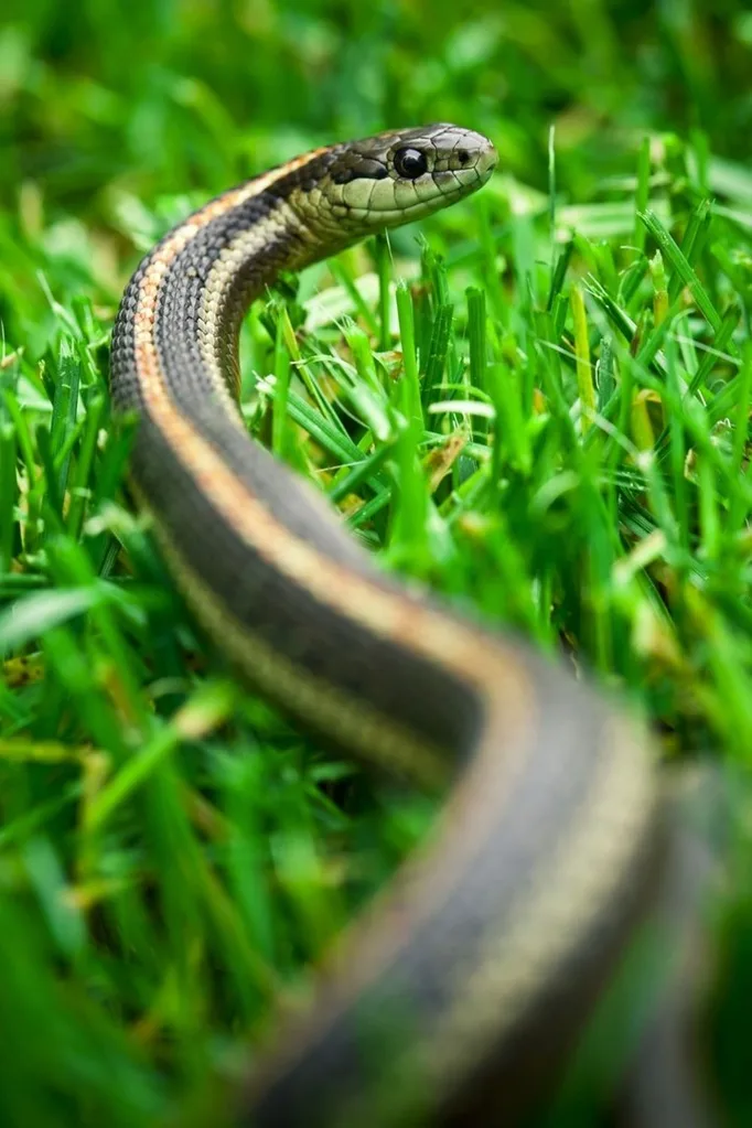 Snake Repellent: How To Keep Your Home Snake Free