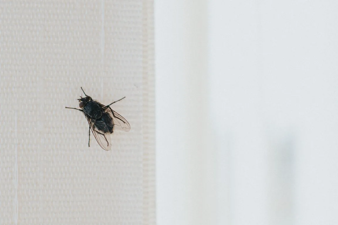 Fly Away Fly Repellent Fan: Do Fly Repellents Work? | Better Homes ...