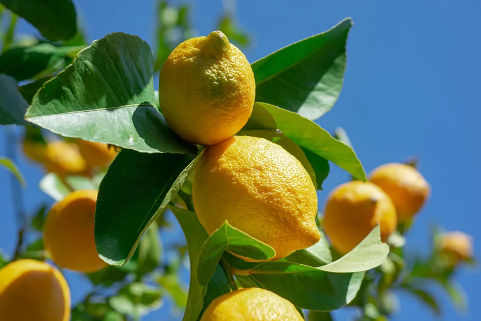 Is peeing on a lemon tree really good for it?