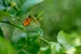 Stink Bugs on Citrus: Identification and Control