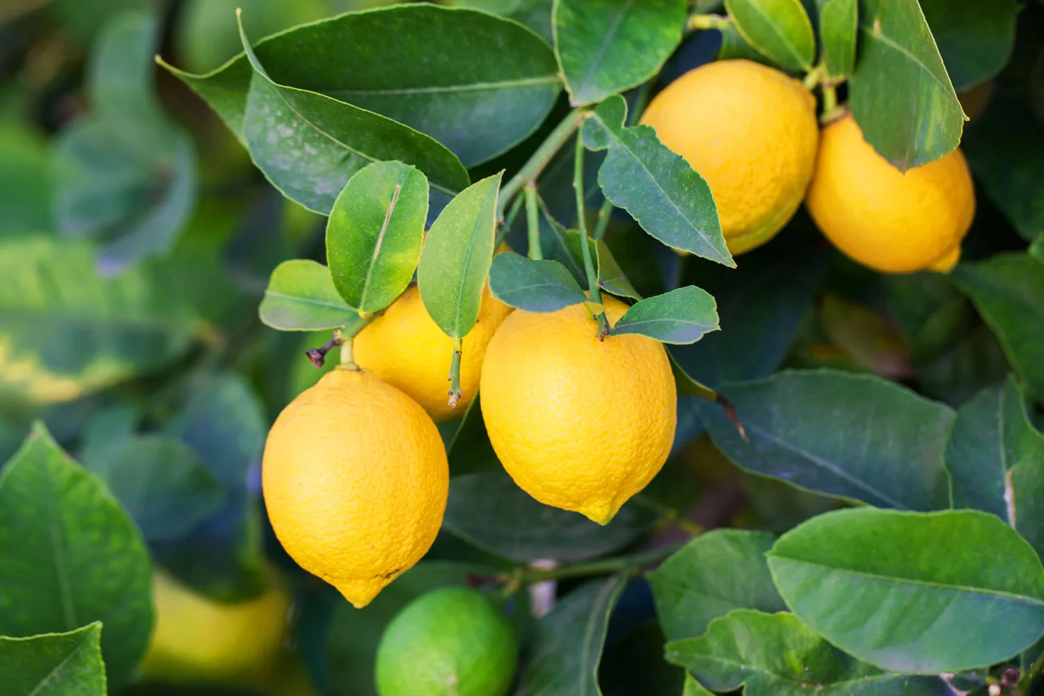 How To deal With Stink Bugs on Your Citrus Trees