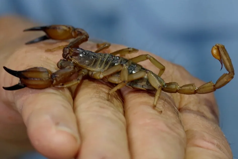 Pet Scorpions And Other Creepy Crawly Pets | Better Homes & Gardens ...