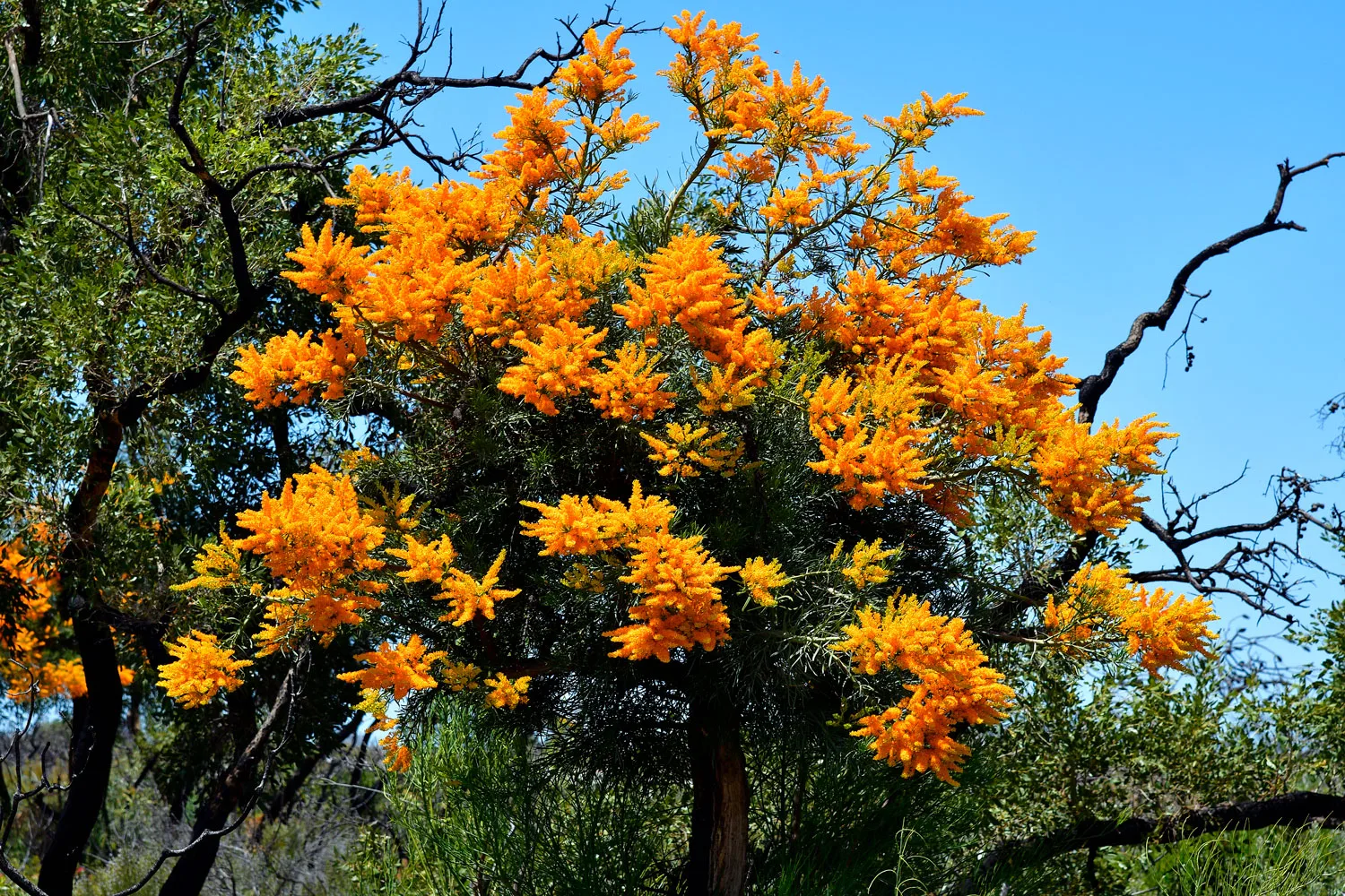 The story of Australia's unique Christmas tree
