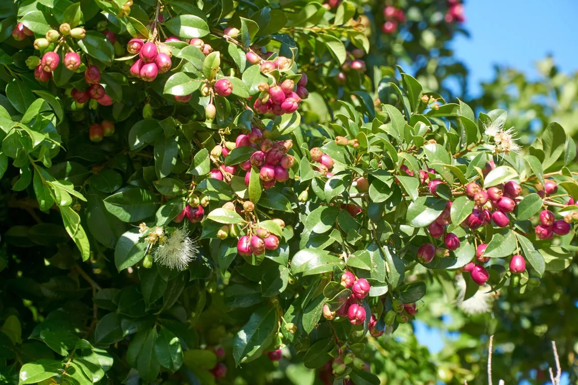 How To Grow Lilly Pilly | Better Homes & Gardens Australia