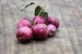 How To Grow Lilly Pilly | Better Homes & Gardens Australia