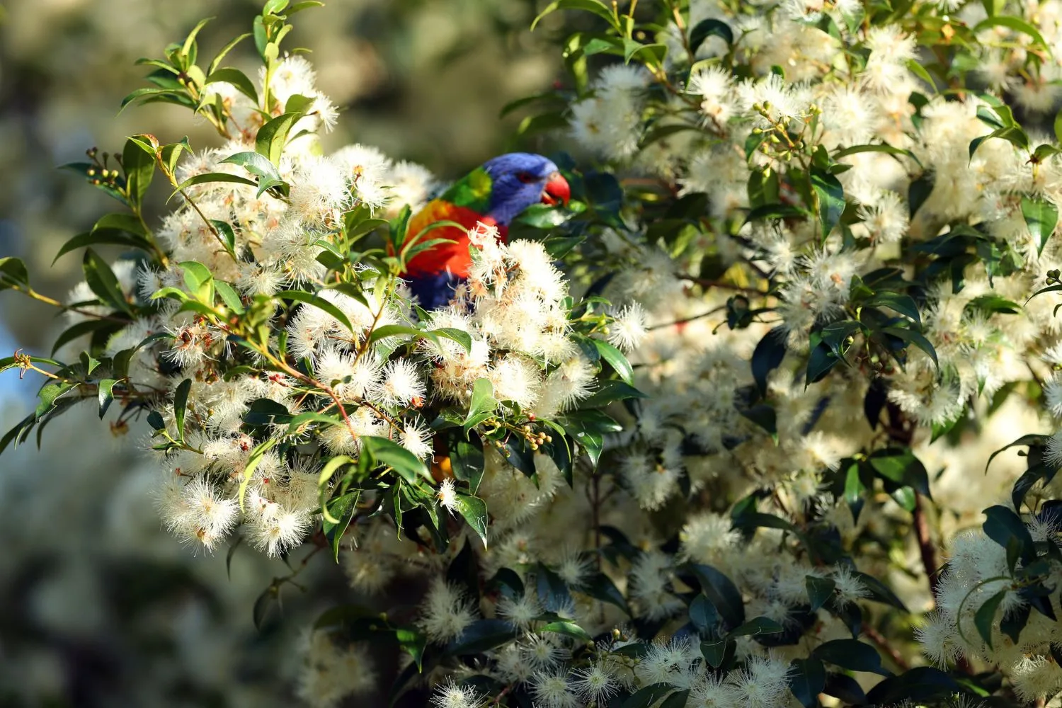 How To Grow Lilly Pilly | Better Homes & Gardens Australia