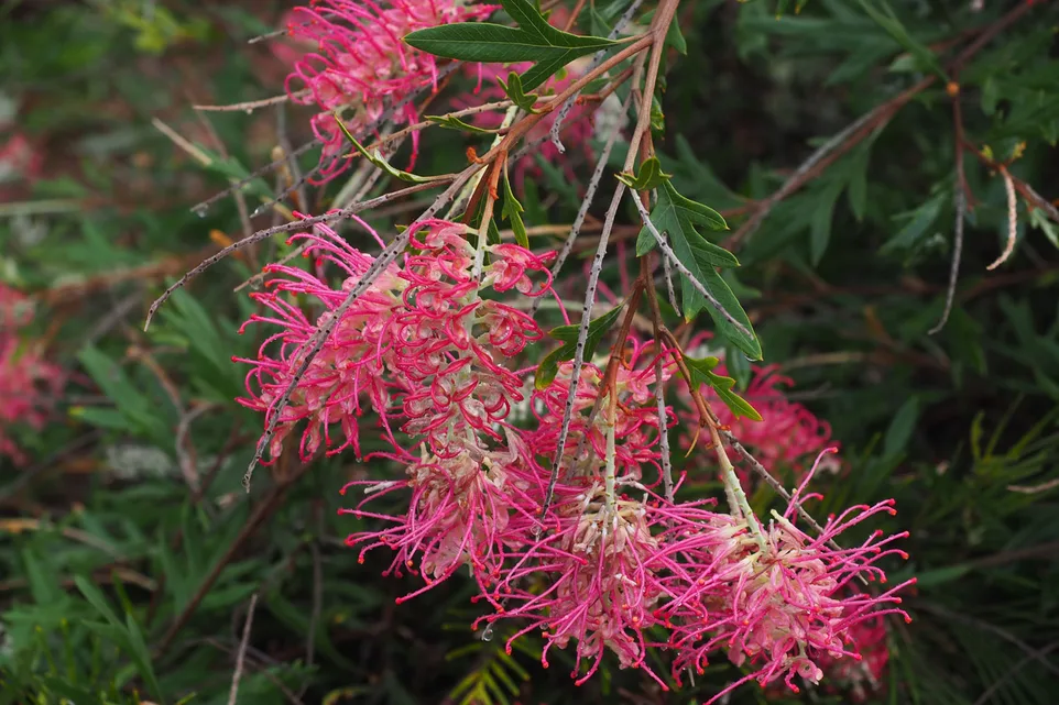 Grevillea Boorloo Moon: The New Hybrid You Need In Your Yard | Better ...
