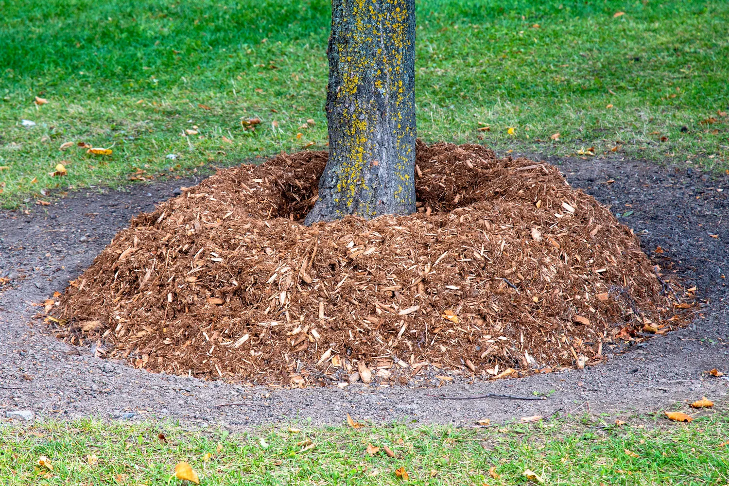 Could the volcano mulching technique be killing your trees?