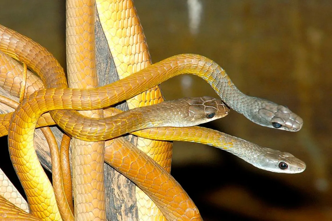5 Warning Signs For Snakes In Gardens | Better Homes & Gardens Australia