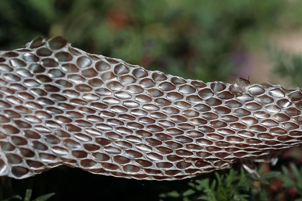 5 Warning Signs For Snakes In Gardens | Better Homes & Gardens Australia