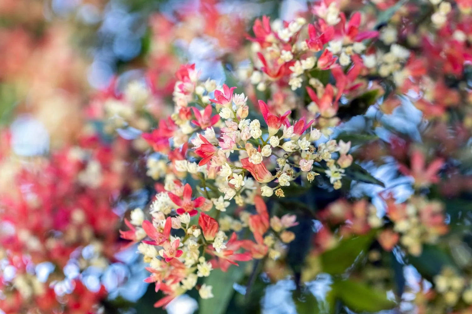How To Grow A NSW Christmas Bush | Better Homes & Gardens Australia