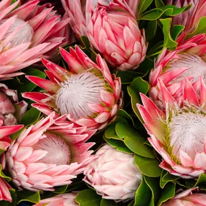 How to grow proteas | Better Homes & Gardens Australia